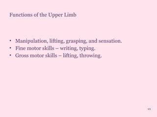 Upper_Limb_Anatomy_Intro_Presentation.pptx