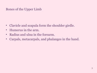 Upper_Limb_Anatomy_Intro_Presentation.pptx