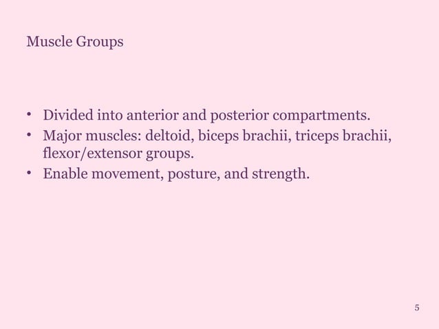 Upper_Limb_Anatomy_Intro_Presentation.pptx