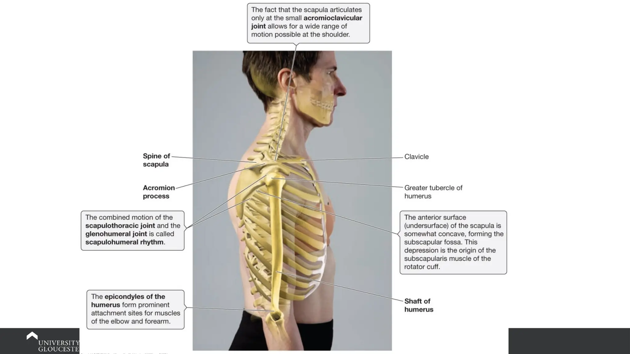 Upper Limb Anatomy Slides forearm , arm, | PPTX