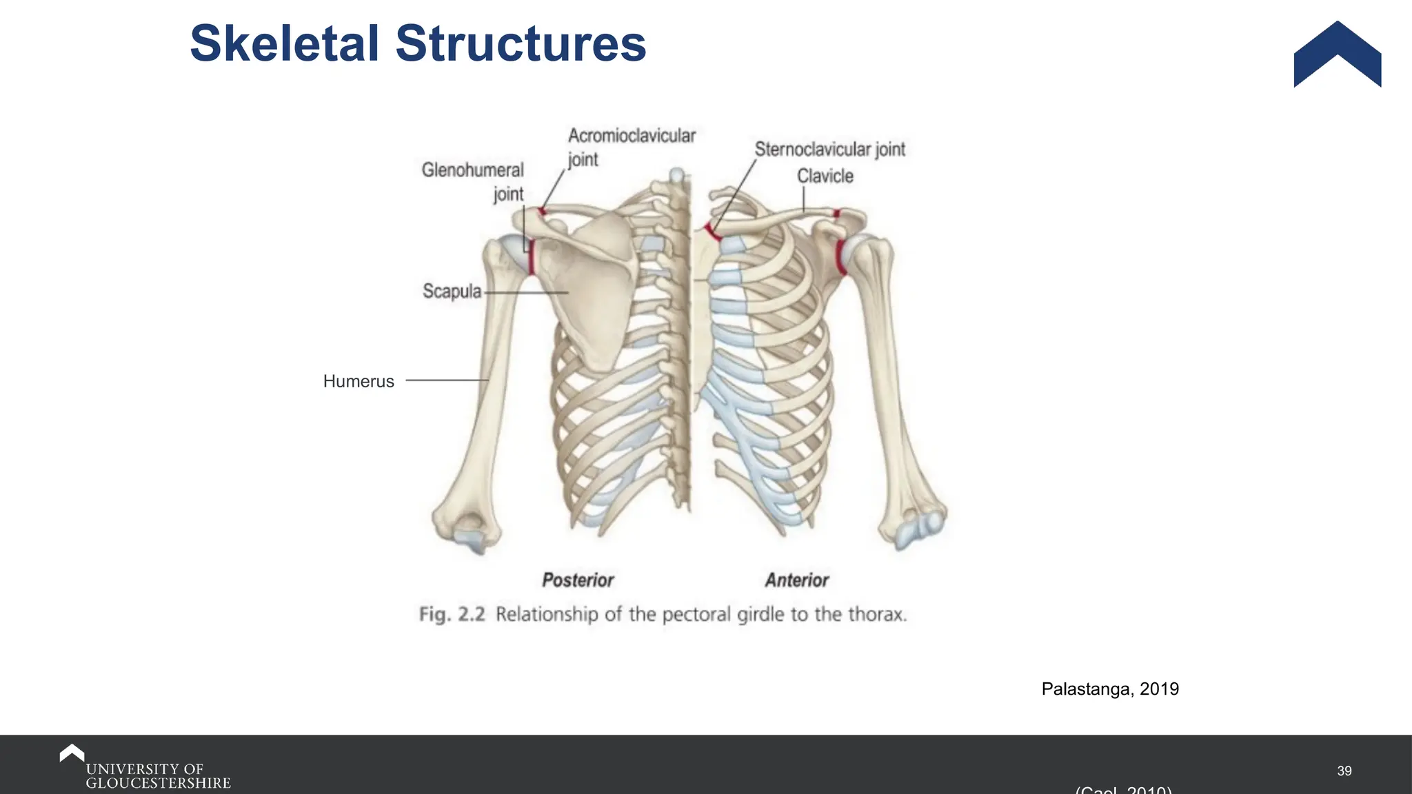 Upper Limb Anatomy Slides forearm , arm, | PPTX