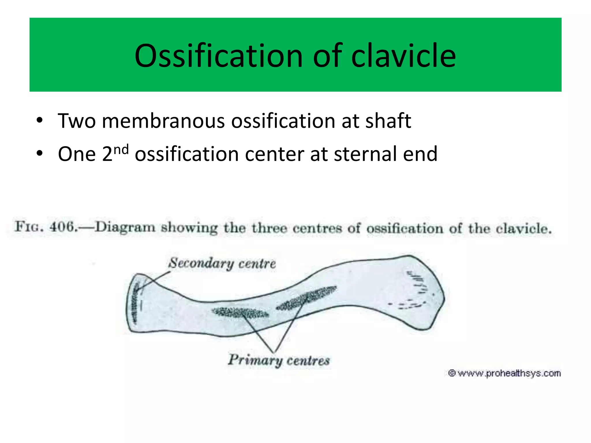 Upper limb bone | PPTX