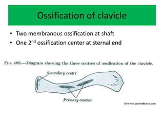 Upper limb bone | PPTX