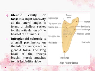Upper limb bones | PPSX
