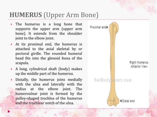 Upper limb bones | PPSX