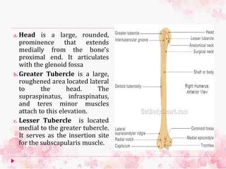 Upper limb bones | PPSX