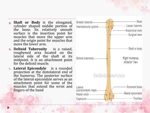 Upper limb bones | PPSX