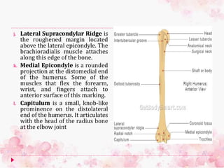 Upper limb bones | PPSX