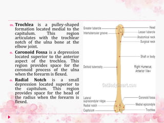 Upper limb bones | PPSX
