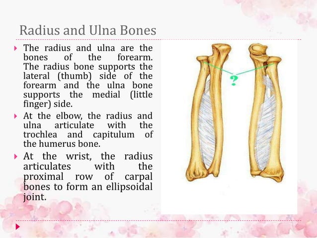 Upper limb bones | PPSX