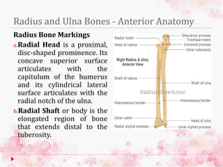 Upper limb bones | PPSX