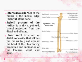 Upper limb bones | PPSX