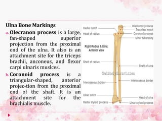 Upper limb bones | PPSX