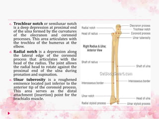 Upper limb bones | PPSX