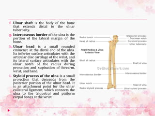 Upper limb bones | PPSX