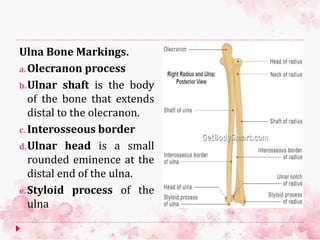 Upper limb bones | PPSX