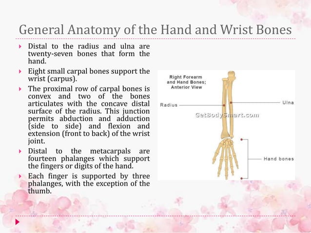 Upper limb bones | PPSX