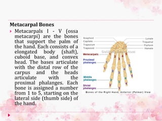 Upper limb bones | PPSX