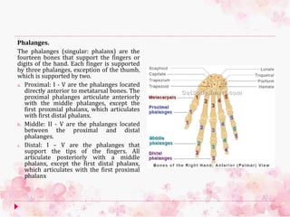 Upper limb bones | PPSX