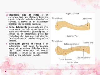Upper limb bones | PPSX