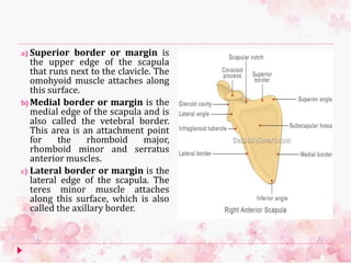 Upper limb bones | PPSX