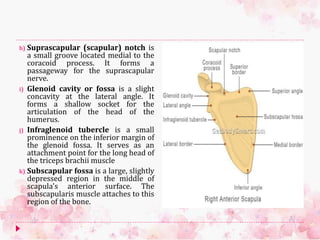 Upper limb bones | PPSX