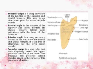 Upper limb bones | PPSX