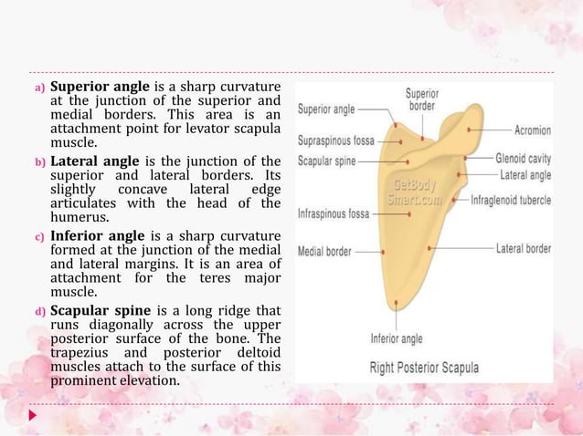 Upper limb bones | PPSX