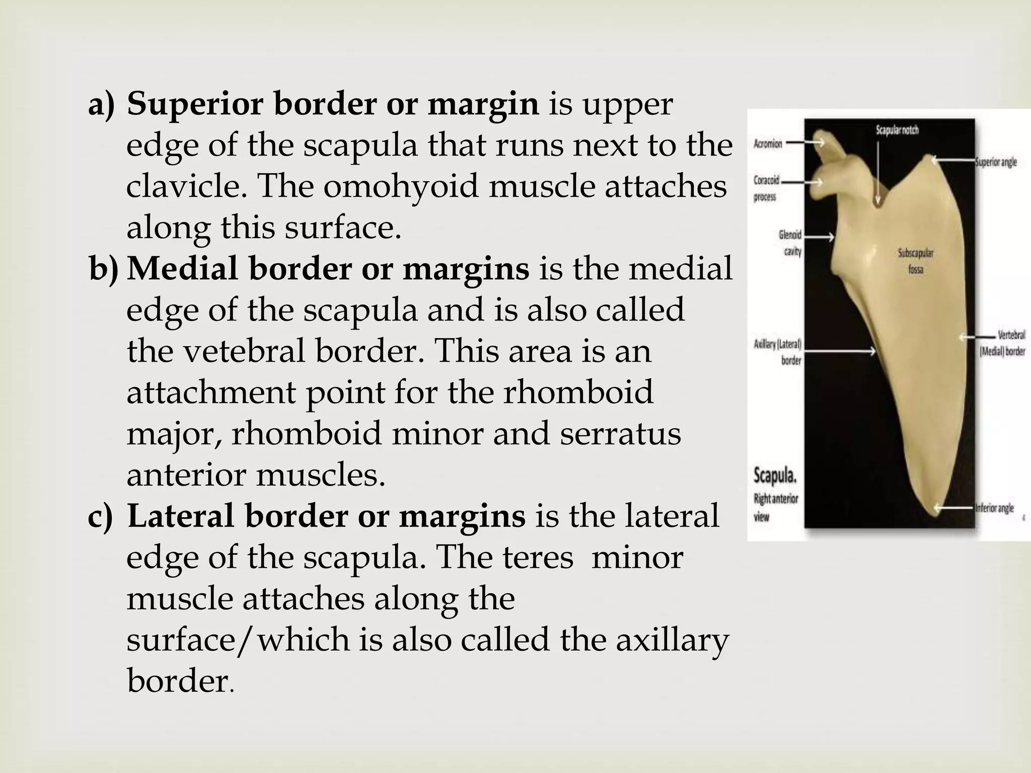 Upper limb bones.pptx