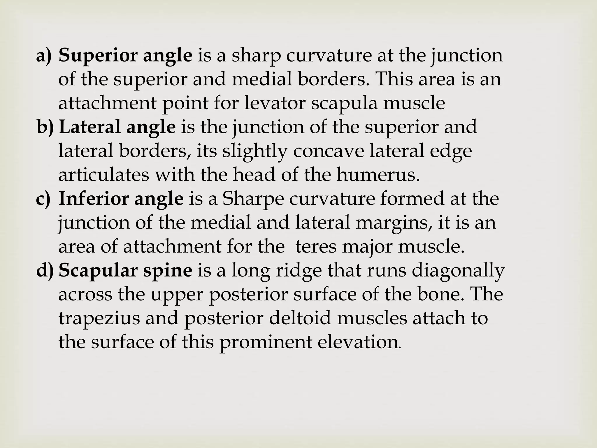 Upper limb bones.pptx