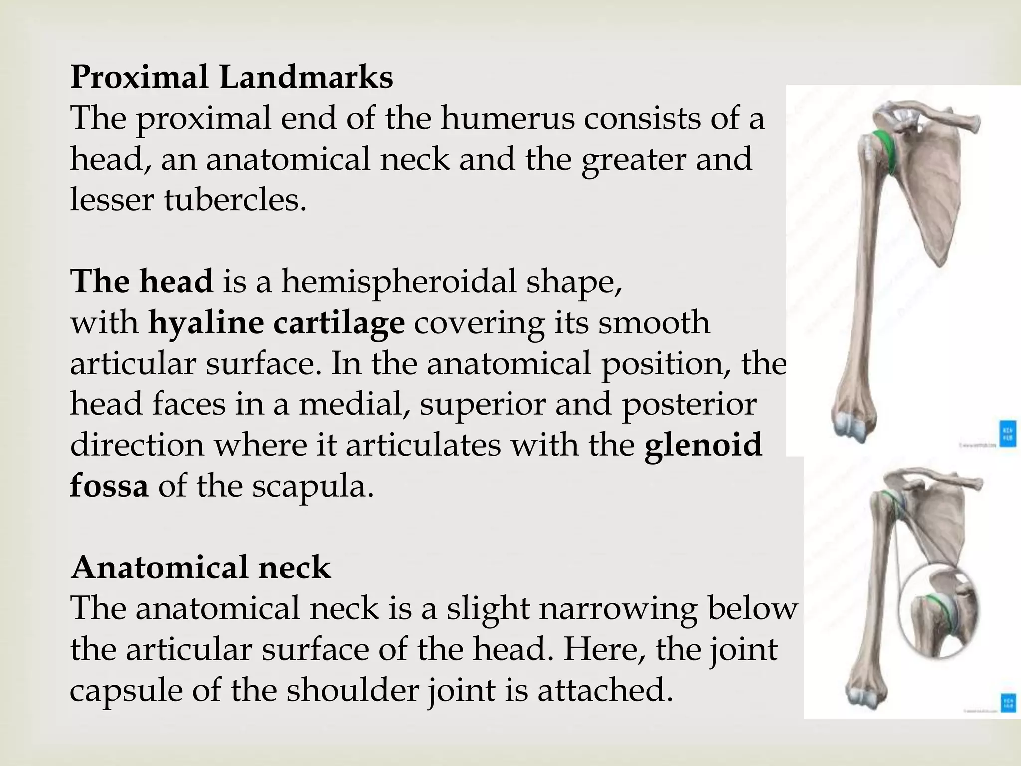 Upper limb bones.pptx