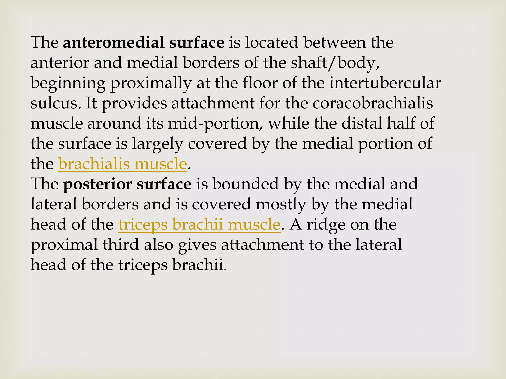 Upper limb bones.pptx