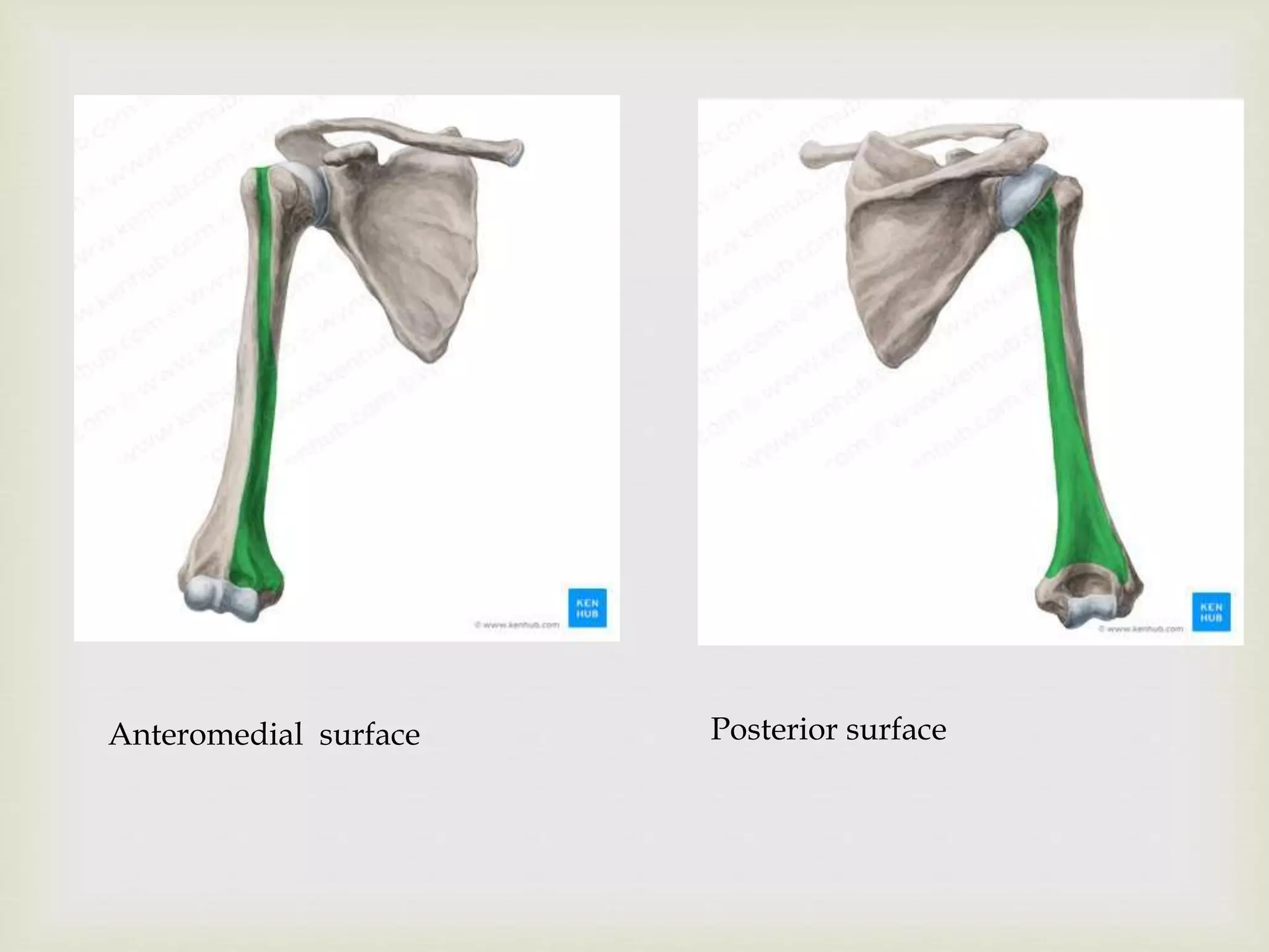 Upper limb bones.pptx