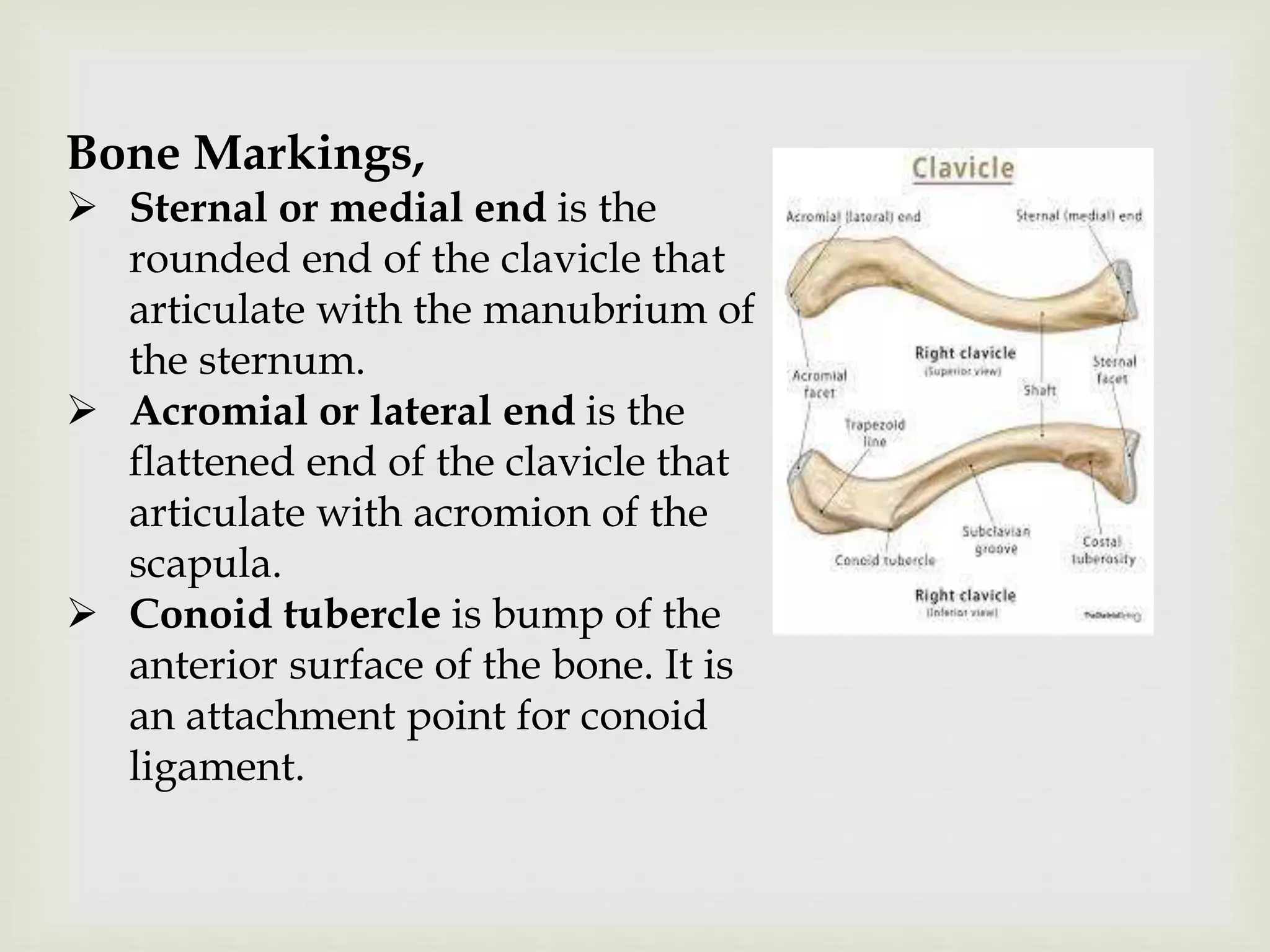 Upper limb bones.pptx