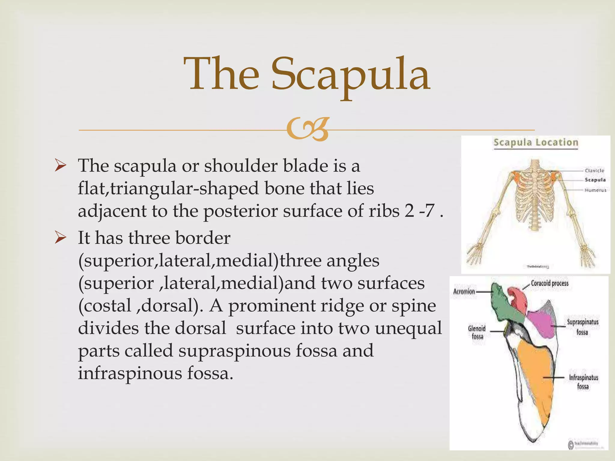Upper limb bones.pptx