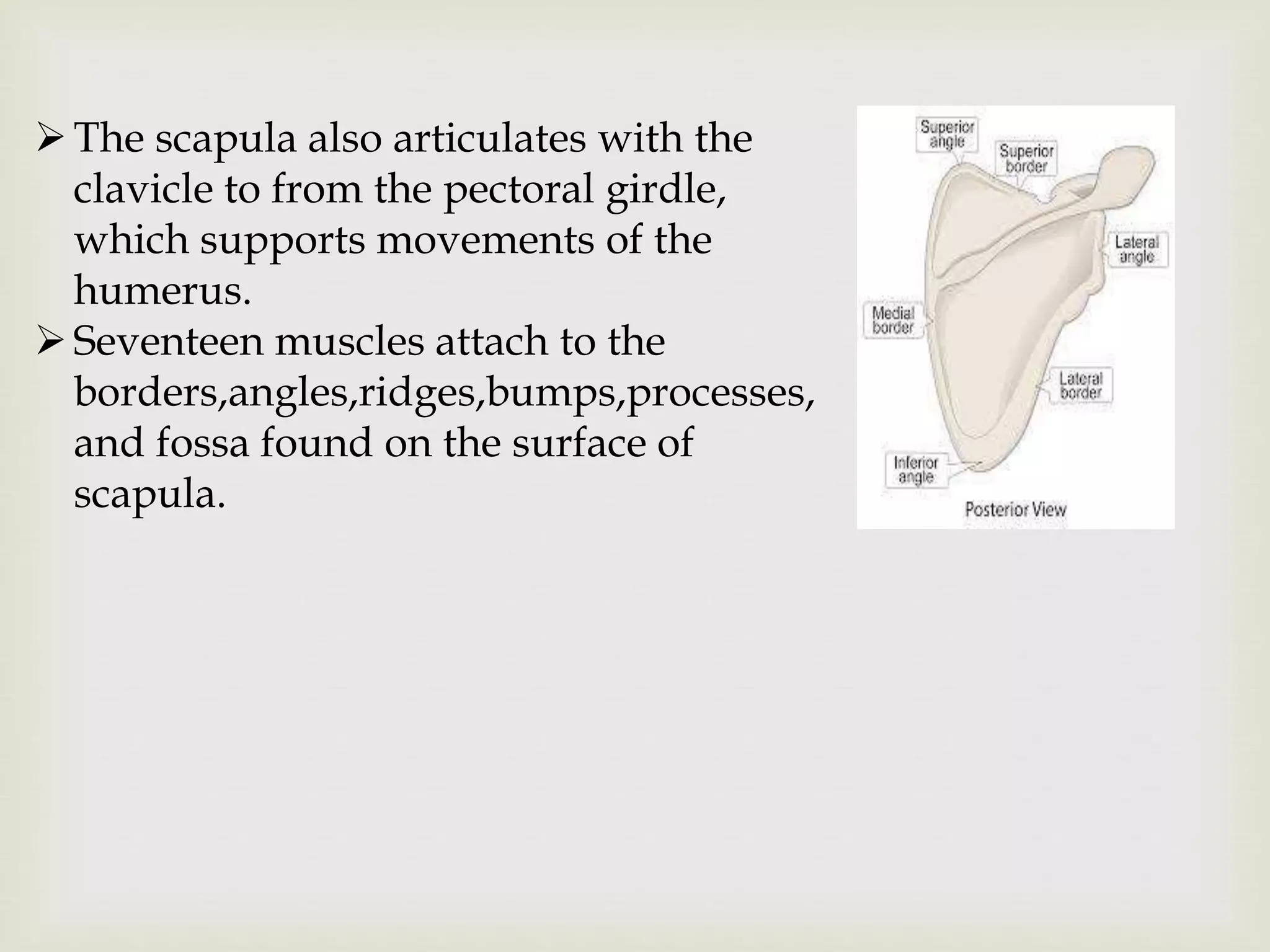 Upper limb bones.pptx