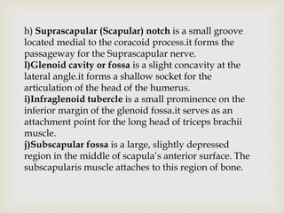 Upper limb bones.pptx