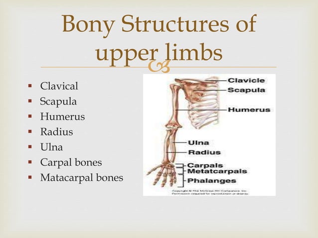 Upper limb bones.pptx