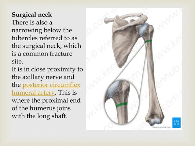 Upper limb bones.pptx