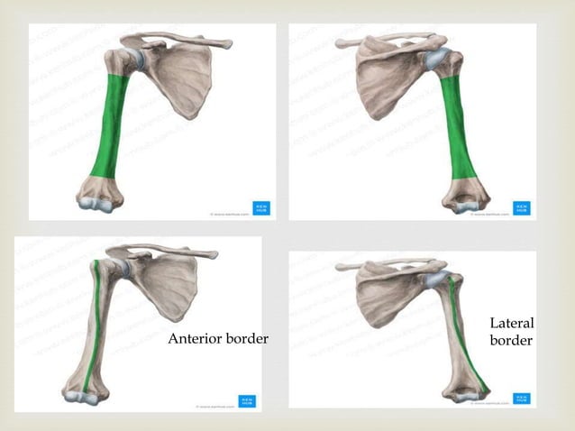 Upper limb bones.pptx