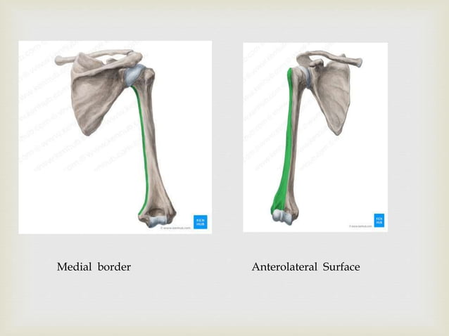 Upper limb bones.pptx
