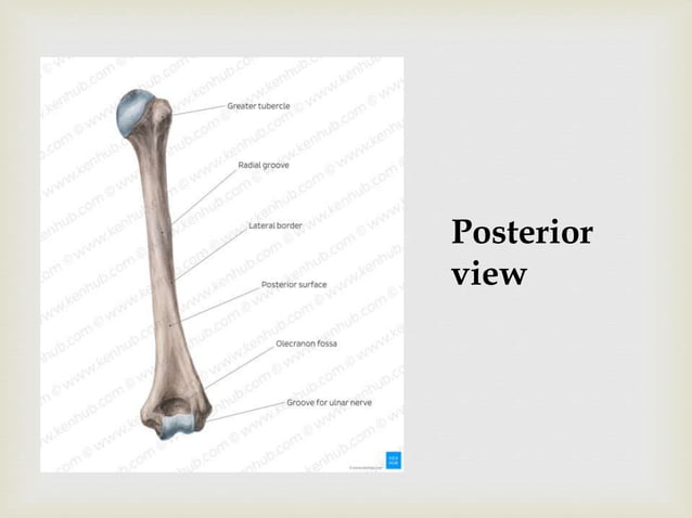 Upper limb bones.pptx