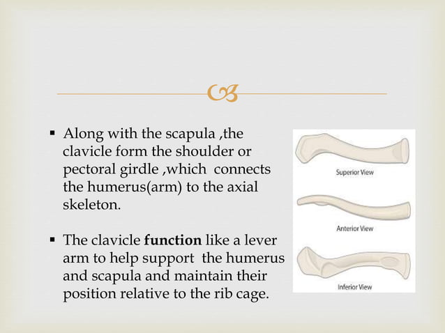 Upper limb bones.pptx