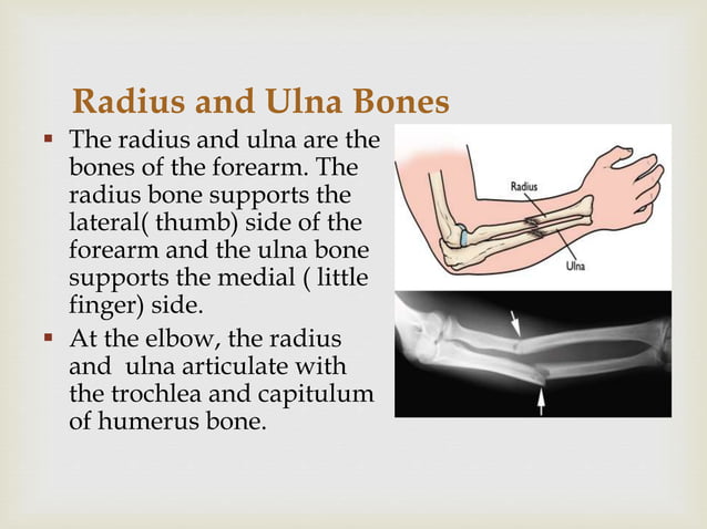 Upper limb bones.pptx