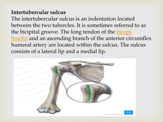 Bone Sulcus