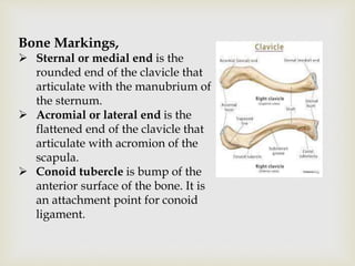 Clavicle Bone Markings