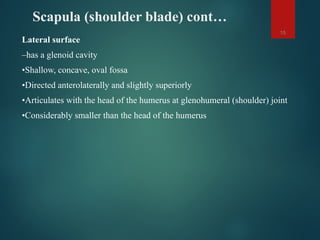 upper limb bones,muscles and joints.2.ppt