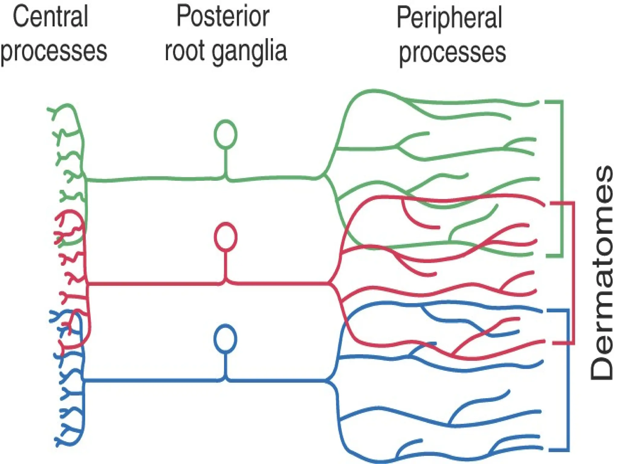 UPPER LIMB DERMATOMES AND THEIR CLINICAL SIGNIFICANCE. pptx | PPTX