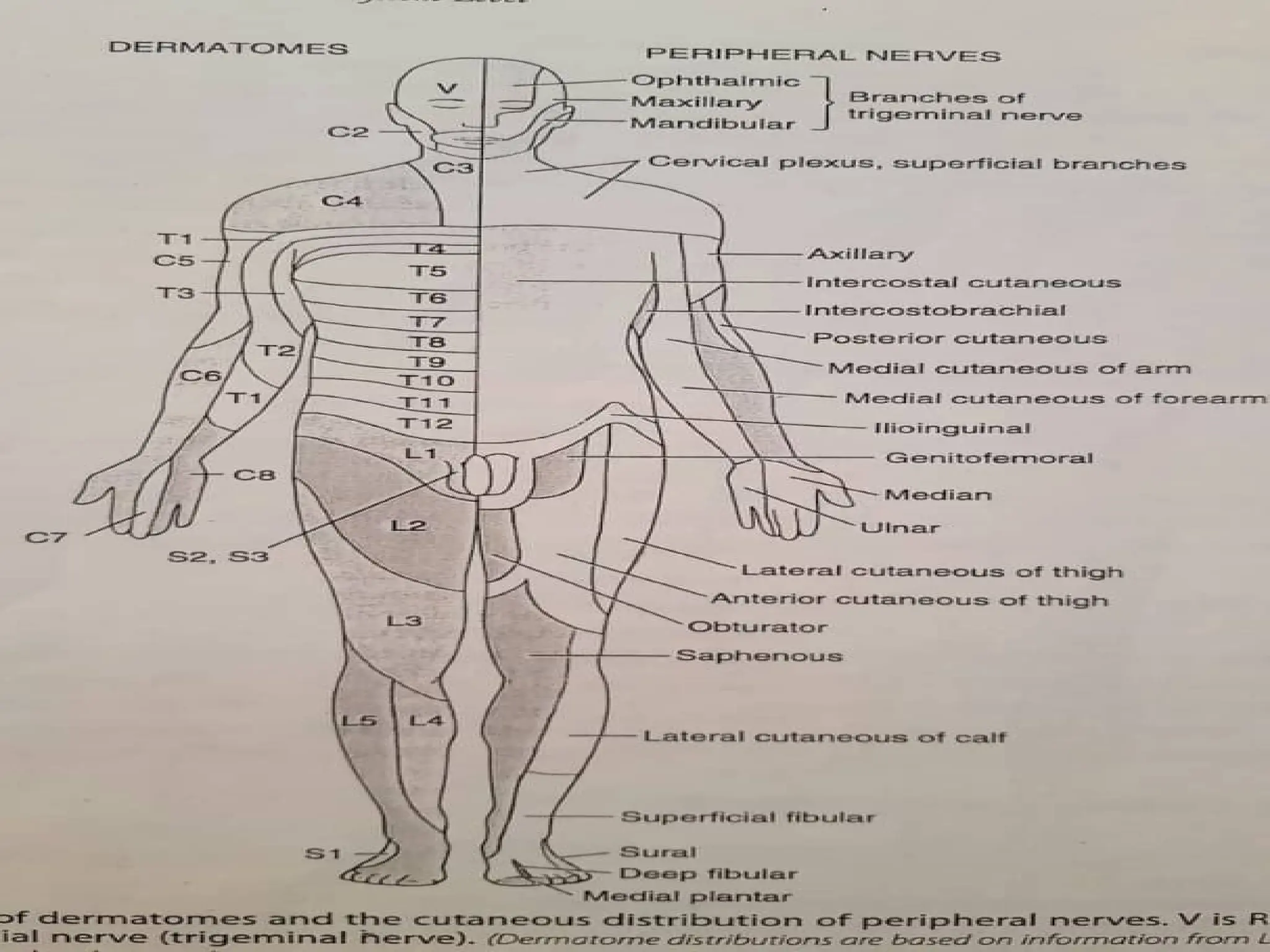 UPPER LIMB DERMATOMES AND THEIR CLINICAL SIGNIFICANCE. pptx | PPTX