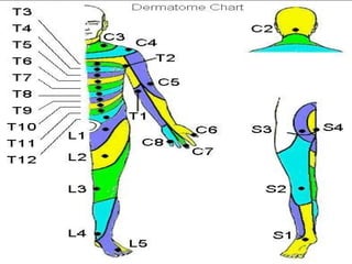 UPPER LIMB DERMATOMES AND THEIR CLINICAL SIGNIFICANCE. pptx | PPTX